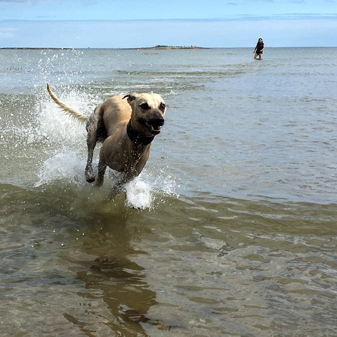 Training für Windhunde | Die Ramelöwin